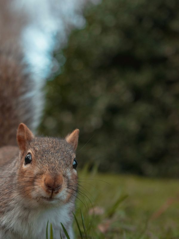 Winnington Place | New Homes in Northwich | Anwyl Homes